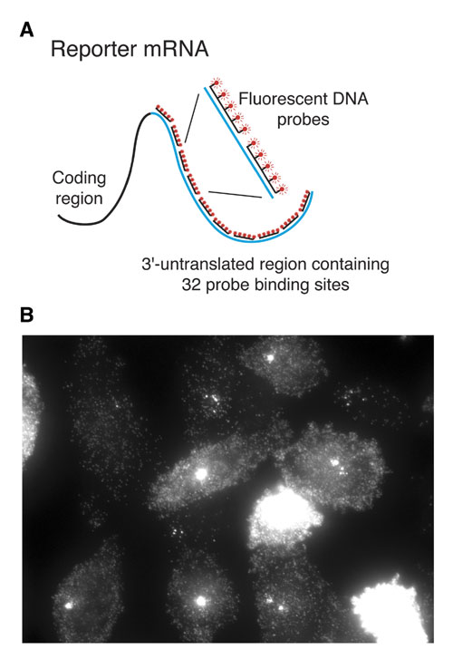 Assay: Accuracy and Precision with Serial Dilution