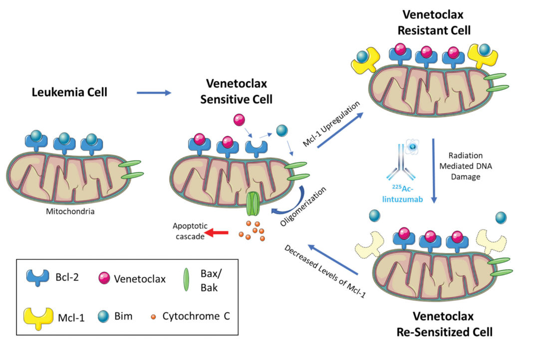 Combination Therapy May Reverse Venetoclax Resistance in Relapsed or ...