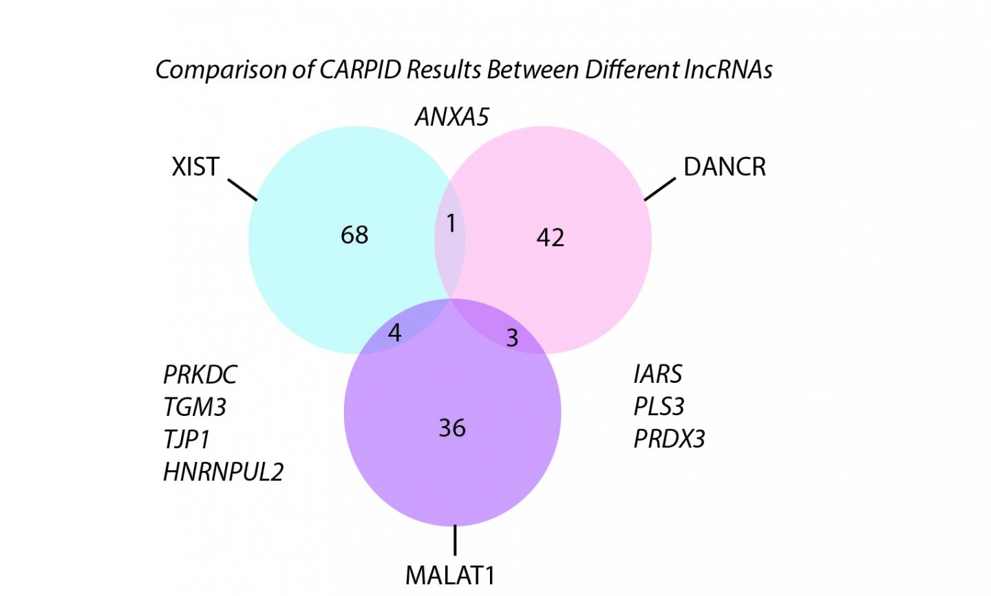CRISPR Tool, in “CARPID Diem” Spirit, Detects RNA-Protein Interactions ...