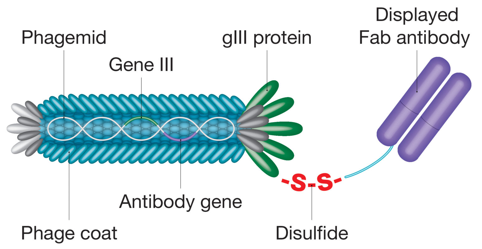 Harnessing the Power of In Vitro Antibody Selection from Libraries