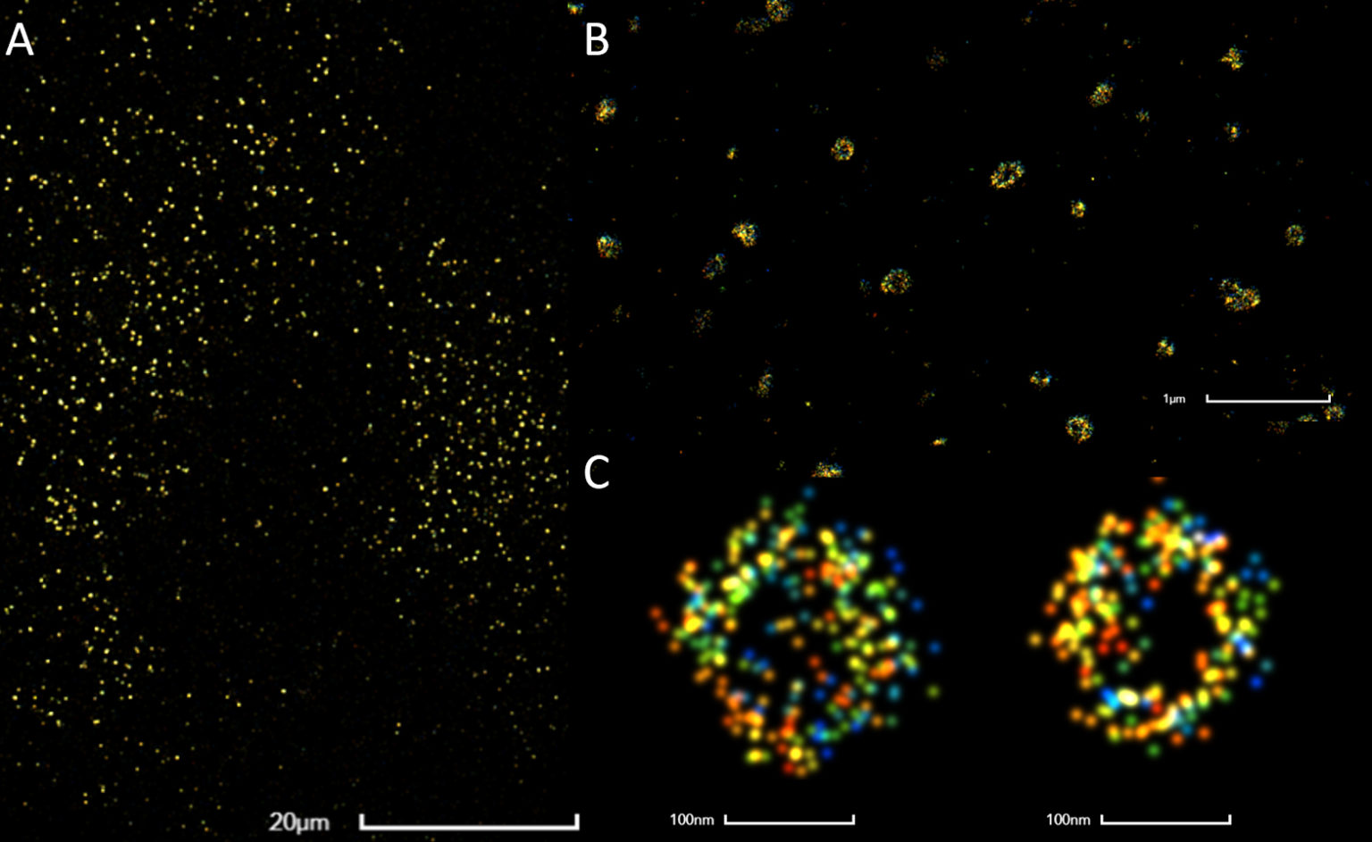 Single-Molecule Imaging Reveals the Structure of Clathrin Coated Pits ...