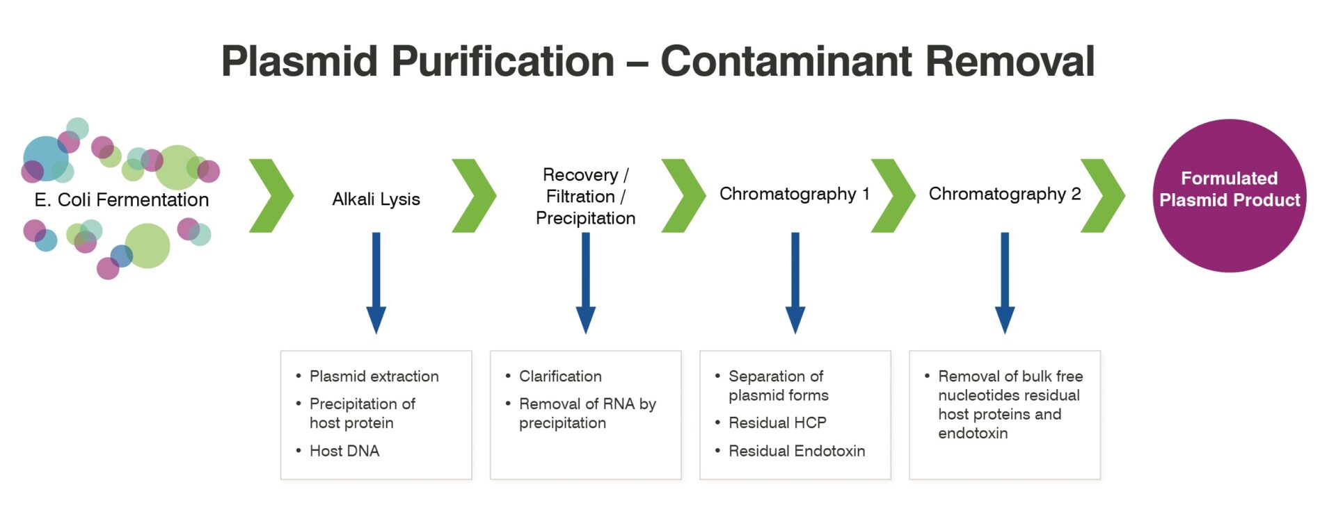 Phase-Dependent Approaches to Plasmid DNA Manufacture