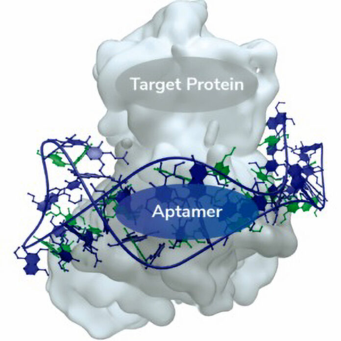 Aptamers for Targeting SARS-CoV-2 Proteins
