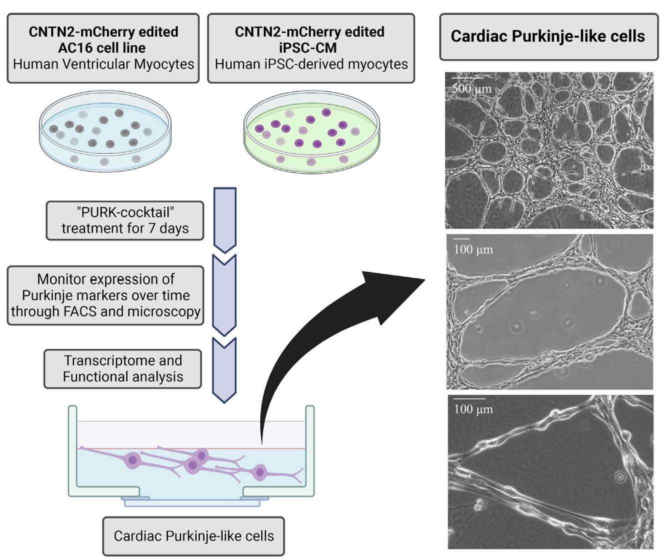 Regeneration of Heart Cells That Beat to the Rhythm