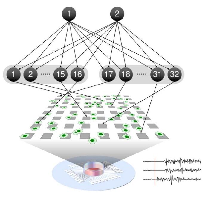 Free Energy Principle Predicts How Neurons Self Organize