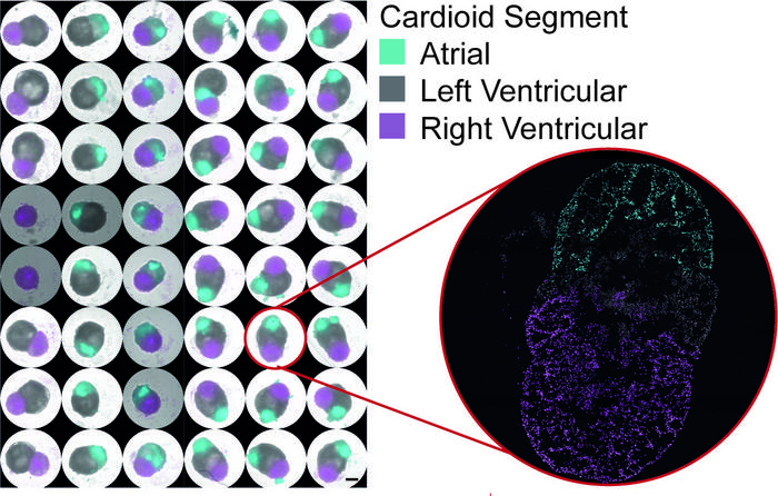 Multi-Chambered Heart Organoids Allow Study of Organ Development and ...