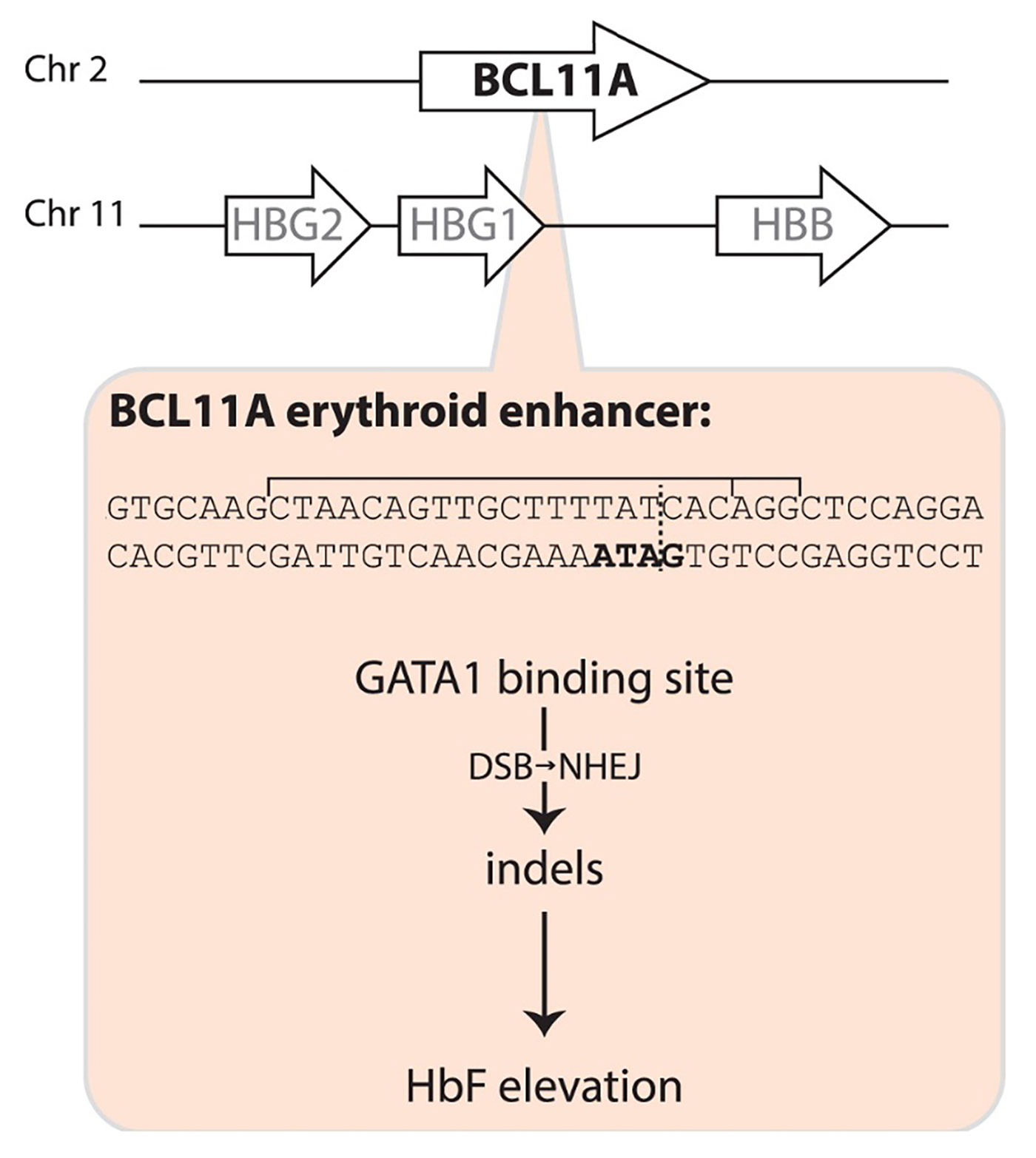 FDA Approves the First CRISPR Therapy for Sickle Cell Disease