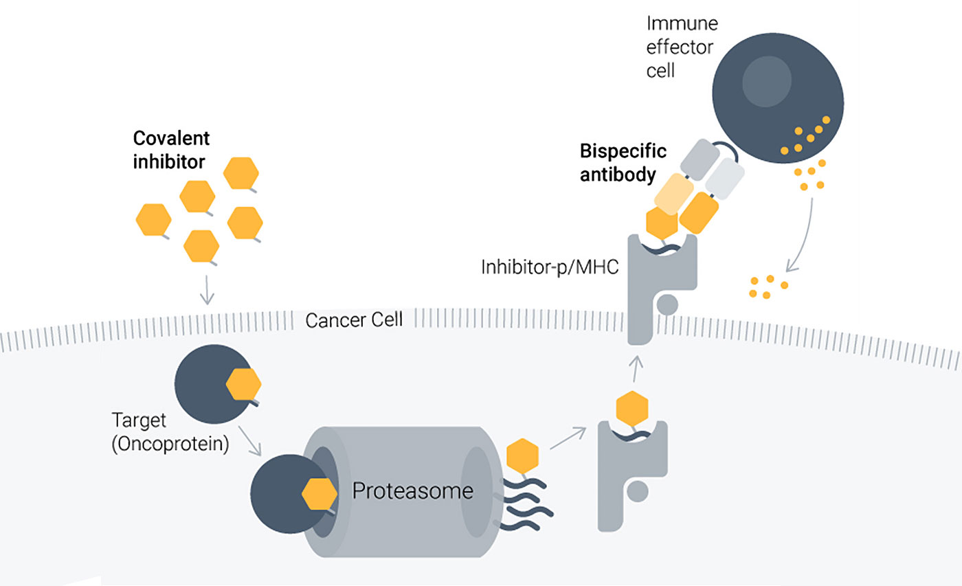 Multispecific Antibodies Come to Grips with Manifold Targets