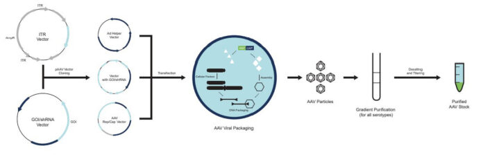 Adapting a Replication-Competent AAV Assay for Commercial Manufacturing