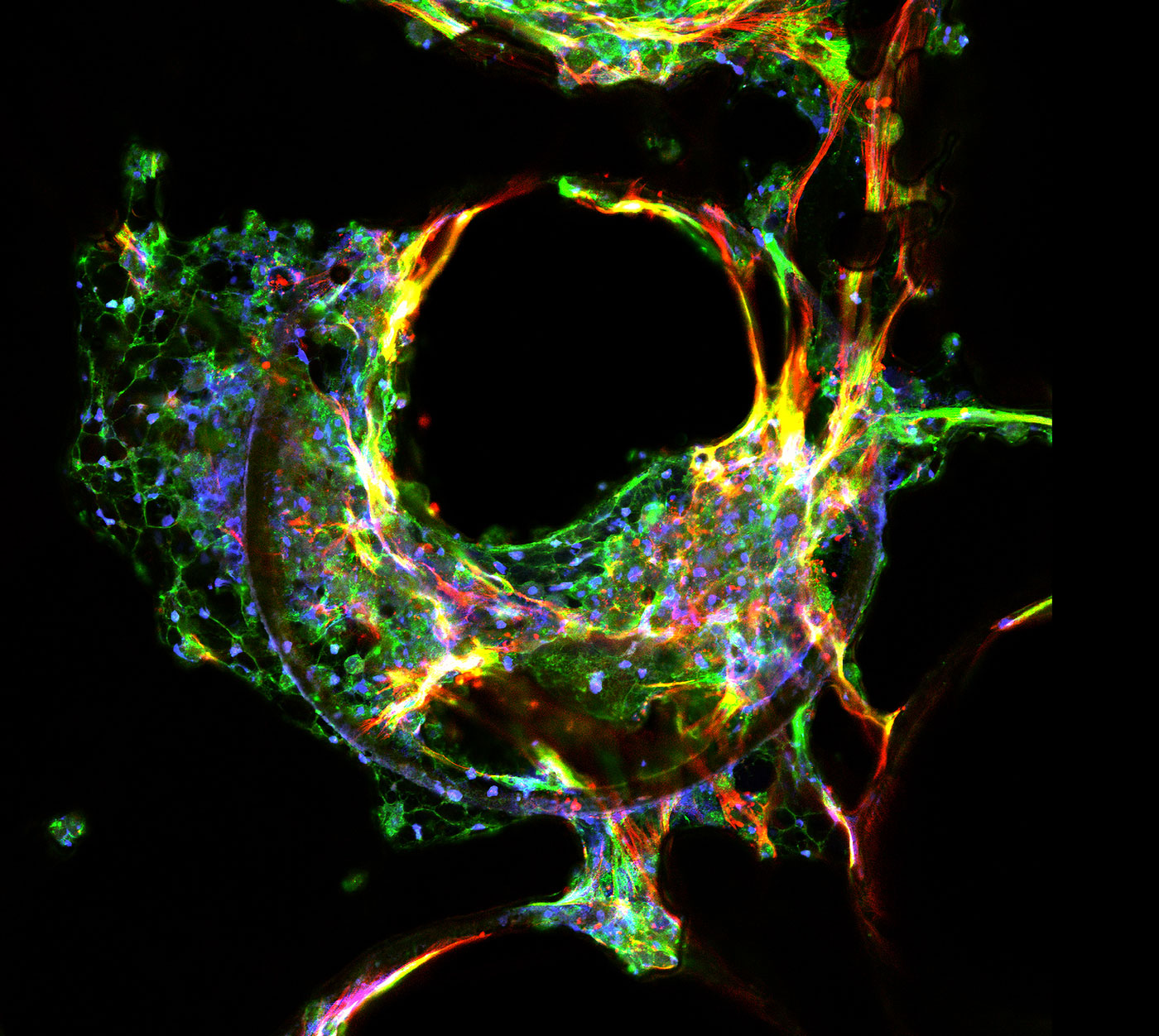 Animal Models and Their Alternatives Share the Preclinical Habitat