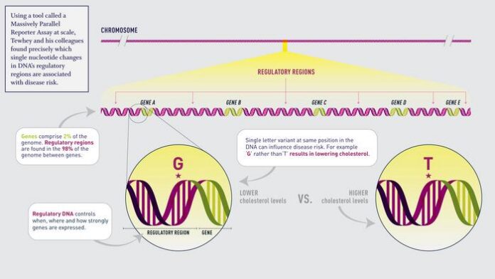 Key Genetic Variants That Influence Disease Risk, Human Health Traits ...